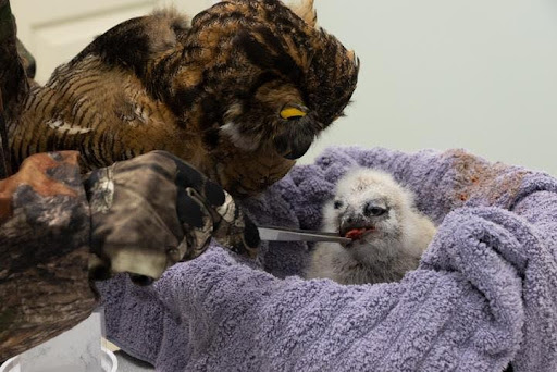 Stories of Impact: Carolina Raptor Center – Women's Impact Fund